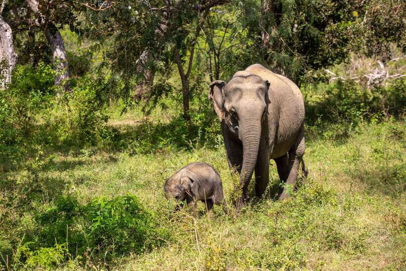 Sri Lanka Private Tour- Beach, Sinharaja, Yala, Udawalawe - Key Points