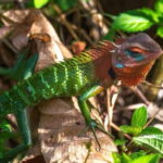 Sri Lanka : Sinharaja Rainforest Guided Trek with Pickup - Exploring the Itinerary: What to Expect