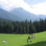Srinagar: Doodhpathri Day Trip with Transfers - Authentic Experiences and Real Traveler Impressions