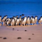 Steam Train and Penguin Parade Chinese Speaking Day Tour - Who Would Love This Tour?