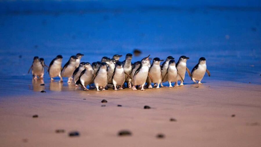 Steam Train and Penguin Parade Chinese Speaking Day Tour - Who Would Love This Tour?