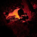 Stewart Island: Wild Kiwi Experiences - The Forest Walk: Searching for the Elusive Kiwi