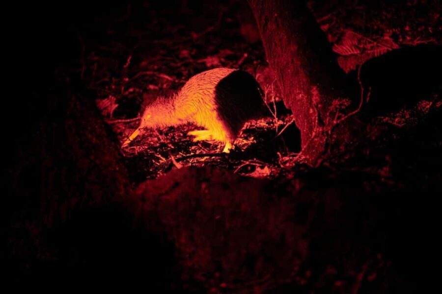Stewart Island: Wild Kiwi Experiences - The Forest Walk: Searching for the Elusive Kiwi