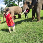 Sticky waterfalls- Elephants- Bamboo or White water rafting. - A Day of Thrills and Compassion in Chiang Mai
