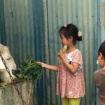 Sugarcane cutting experience with Okinawa's grandfather - Who Should Consider This Tour?