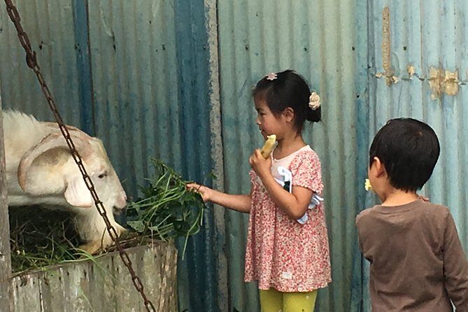 Sugarcane cutting experience with Okinawa's grandfather - Who Should Consider This Tour?