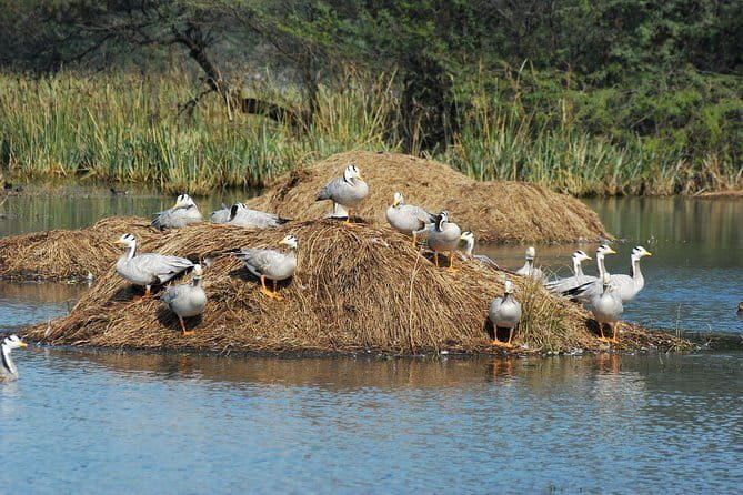 Sultanpur Bird Sanctuary Tour Near Delhi - The Value Proposition