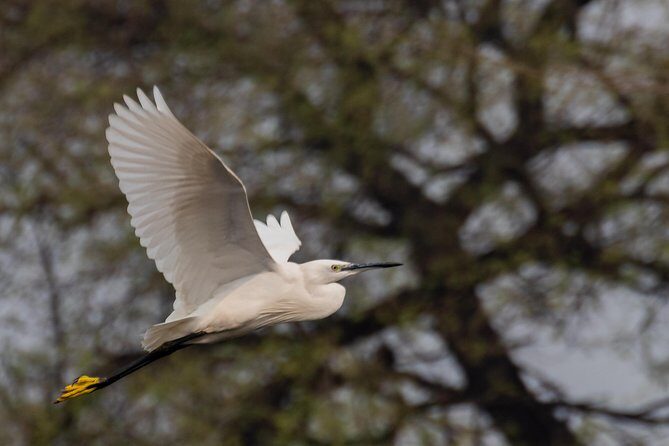 Sultanpur Birding Escapade - What You Can Expect from the Sultanpur Birding Escapade