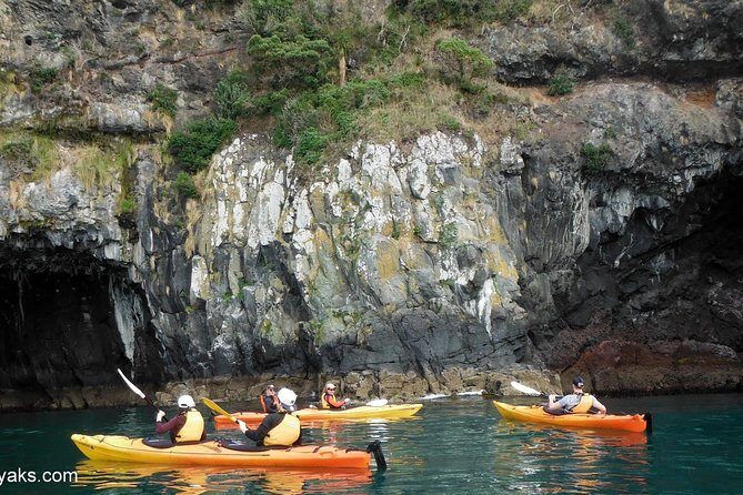 Sunrise wildlife sea kayaking in Akaroa marine reserve - The Itinerary: What to Expect