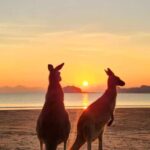 Sunrise with the Kangaroos & Wallabies - Airlie Beach - Detailed Breakdown of the Experience