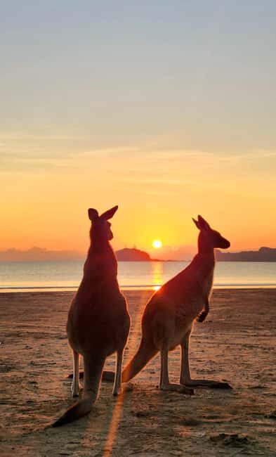 Sunrise with the Kangaroos & Wallabies - Airlie Beach - Detailed Breakdown of the Experience