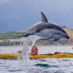 Sunset Evening Kayaking Tour - Kaikoura - Wildlife Encounters and Educational Value