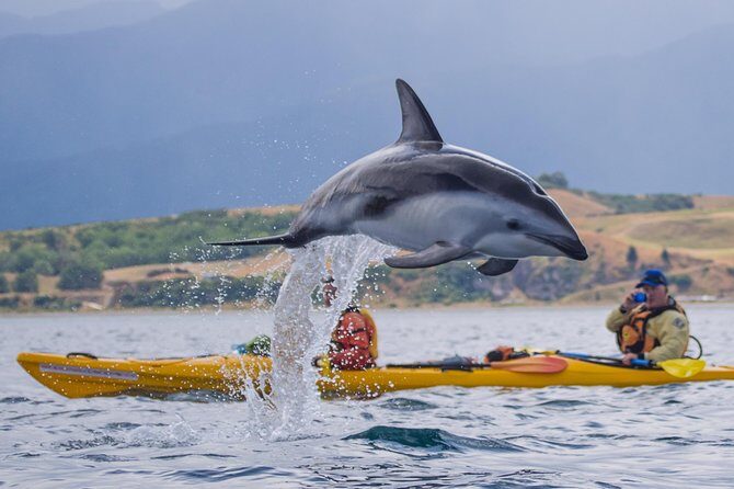 Sunset Evening Kayaking Tour - Kaikoura - Wildlife Encounters and Educational Value