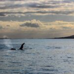 Sunset kayak tour to Rangitoto Island - The Sum Up