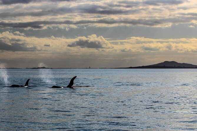 Sunset kayak tour to Rangitoto Island - The Sum Up