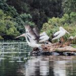 Sunshine Coast: Eumundi & Noosa Everglades with River Cruise - The Serenity Cruise through the Noosa Everglades