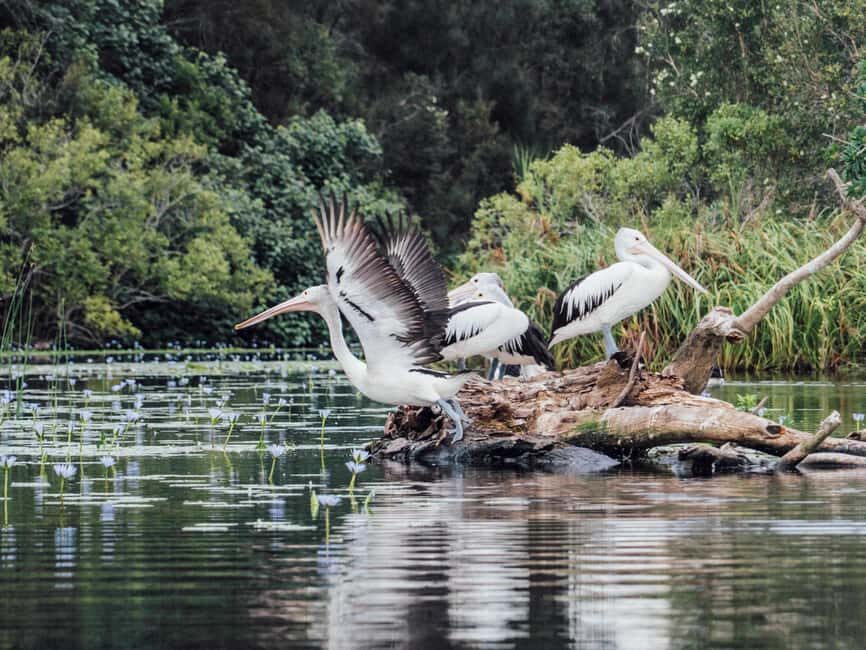 Sunshine Coast: Eumundi & Noosa Everglades with River Cruise - The Serenity Cruise through the Noosa Everglades