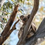 Sunshine Coast Hinterland and Noosa Day Trip from Brisbane Incl Eumundi Markets - What We Love About This Tour