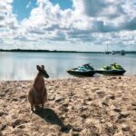 Surfers Paradise: 2 Hour Tropical Island Jet Ski Tour - Who Should Consider This Tour?