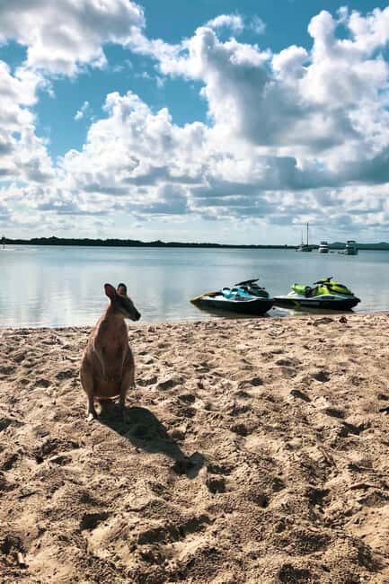 Surfers Paradise: 2 Hour Tropical Island Jet Ski Tour - Who Should Consider This Tour?
