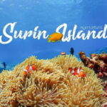 Surin Islands: Diving Day Trip from Khao Lak - What to Expect: From Departure to Return