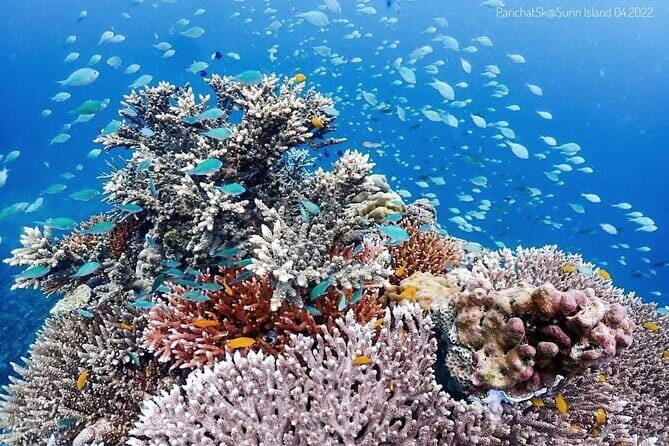 Surin Islands Overnight Beach Camping and Snorkeling Adventure - Who Will Love This Tour?