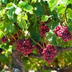 Swan Valley Wine Discovery: Private Tour from Perth - Frequently Asked Questions