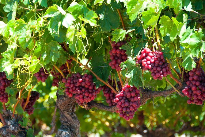 Swan Valley Wine Discovery: Private Tour from Perth - Frequently Asked Questions