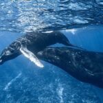 Swim in Moorea with Humpback Whales and More - The Quality of Guides and Safety Measures