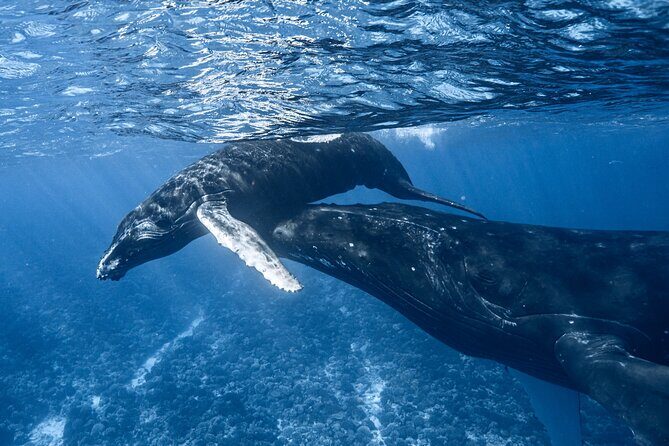 Swim in Moorea with Humpback Whales and More - The Quality of Guides and Safety Measures