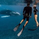 Swim with humpback whales - What Travelers Say: Authentic Perspectives