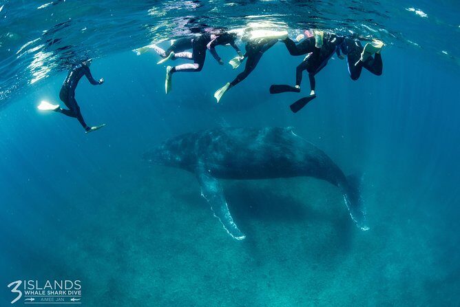 Swim with Humpback Whales - Ningaloo Reef - 3 Islands Whale Shark Dive - The Itinerary in Detail