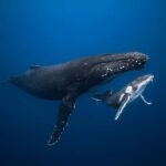 Swim with Humpback Whales: Sunshine Coast - Final Thoughts
