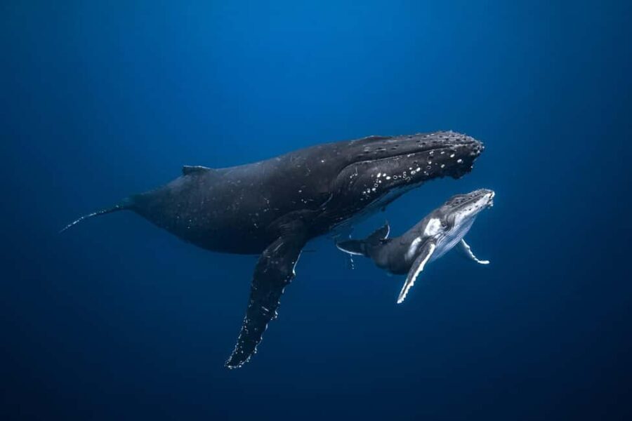 Swim with Humpback Whales: Sunshine Coast - Final Thoughts