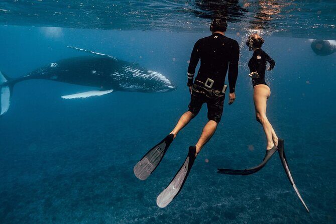 Swim with humpback whales - What Travelers Say: Authentic Perspectives