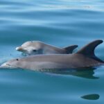 Swim With The Dolphins Experience in Bunbury Australia - The Experience’s Value