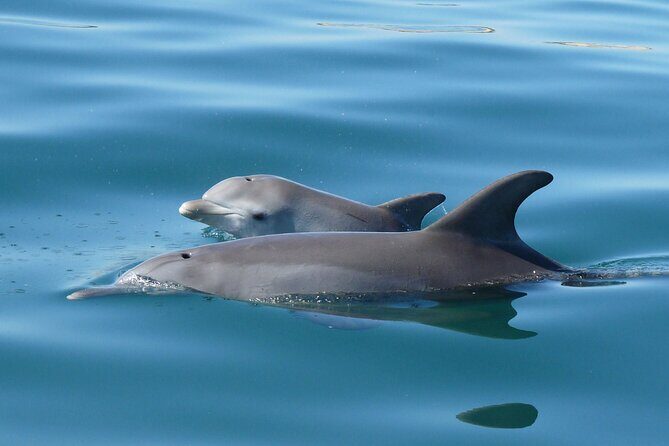Swim With The Dolphins Experience in Bunbury Australia - The Experience’s Value