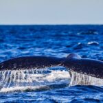 Swim with Whales Gold Coast - The Itinerary: What to Expect