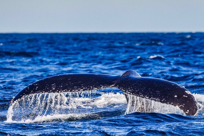 Swim with Whales Gold Coast - The Itinerary: What to Expect