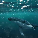 Swim with Whales in Gold Coast - Detailed Breakdown of What You Get