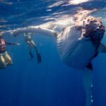 Swim with Whales in Gold Coast - Key Points