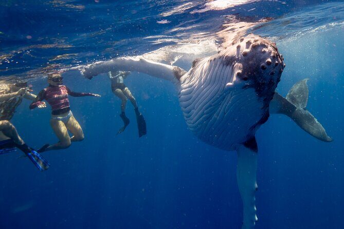 Swim with Whales in Gold Coast - Key Points