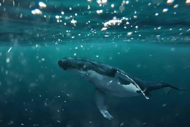 Swim with Whales in Gold Coast - Detailed Breakdown of What You Get