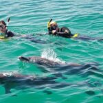 Swim with Wild Dolphins Day Tour - What Makes This Tour Special?