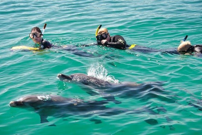 Swim with Wild Dolphins Day Tour - What Makes This Tour Special?