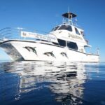 Swim With Wild Dolphins in Tauranga - Who Will Love This Tour?