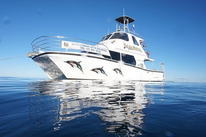 Swim With Wild Dolphins in Tauranga - Who Will Love This Tour?