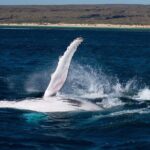 Swimming with the Whale Sharks - Ningaloo Reef (Exmouth) - The Weather and Cancellation Policy