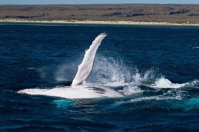 Swimming with the Whale Sharks - Ningaloo Reef (Exmouth) - The Weather and Cancellation Policy