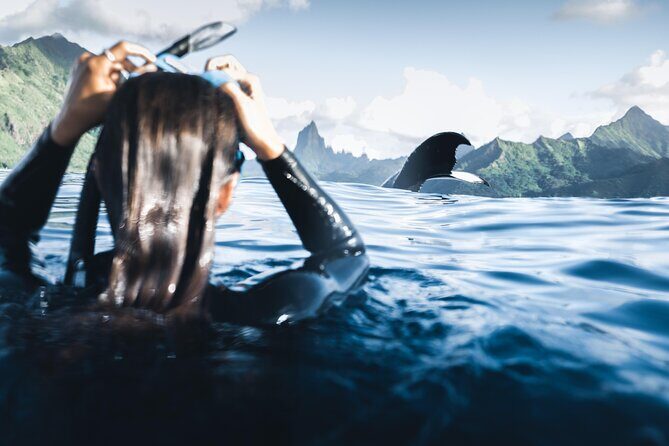 Swimming with Whales in Moorea (Half Day tour) - The Price and Value